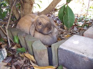 What’s in a Name? (aka Why Are You Called Loppy?) – MHLoppy